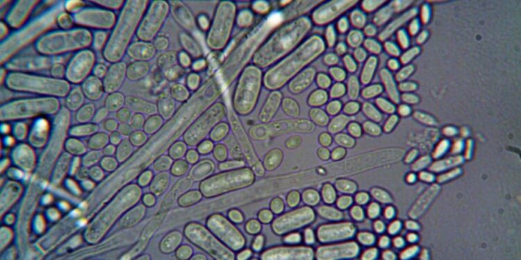 Probiotic architecture brings good bacteria to building design - World ...