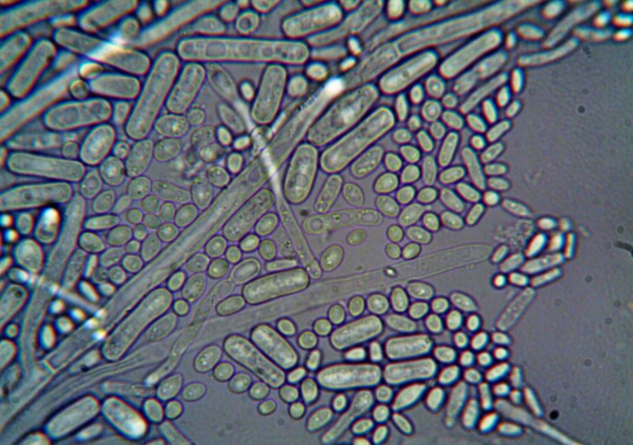 Probiotic architecture brings good bacteria to building design - World ...