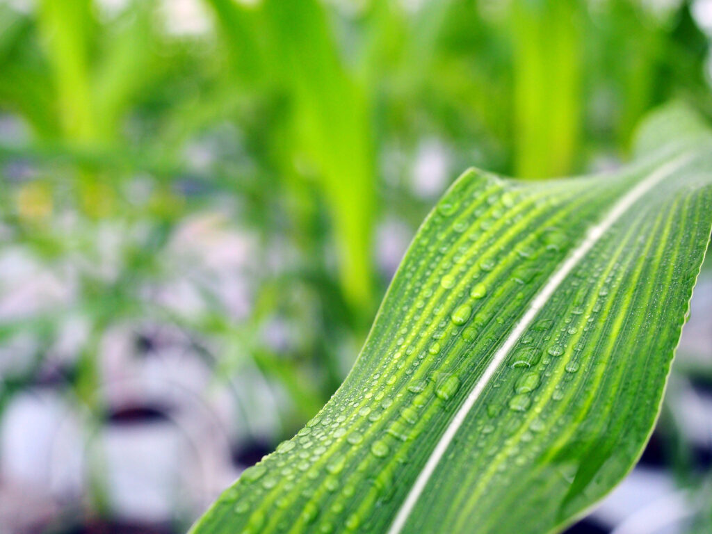 Syngenta announces Syngenta Biologicals, bringing together bio ...