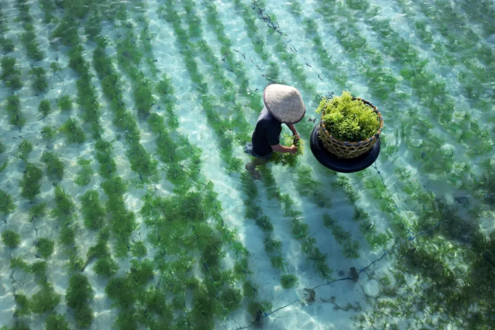 New study highlights climate mitigation potential of seaweed farming ...