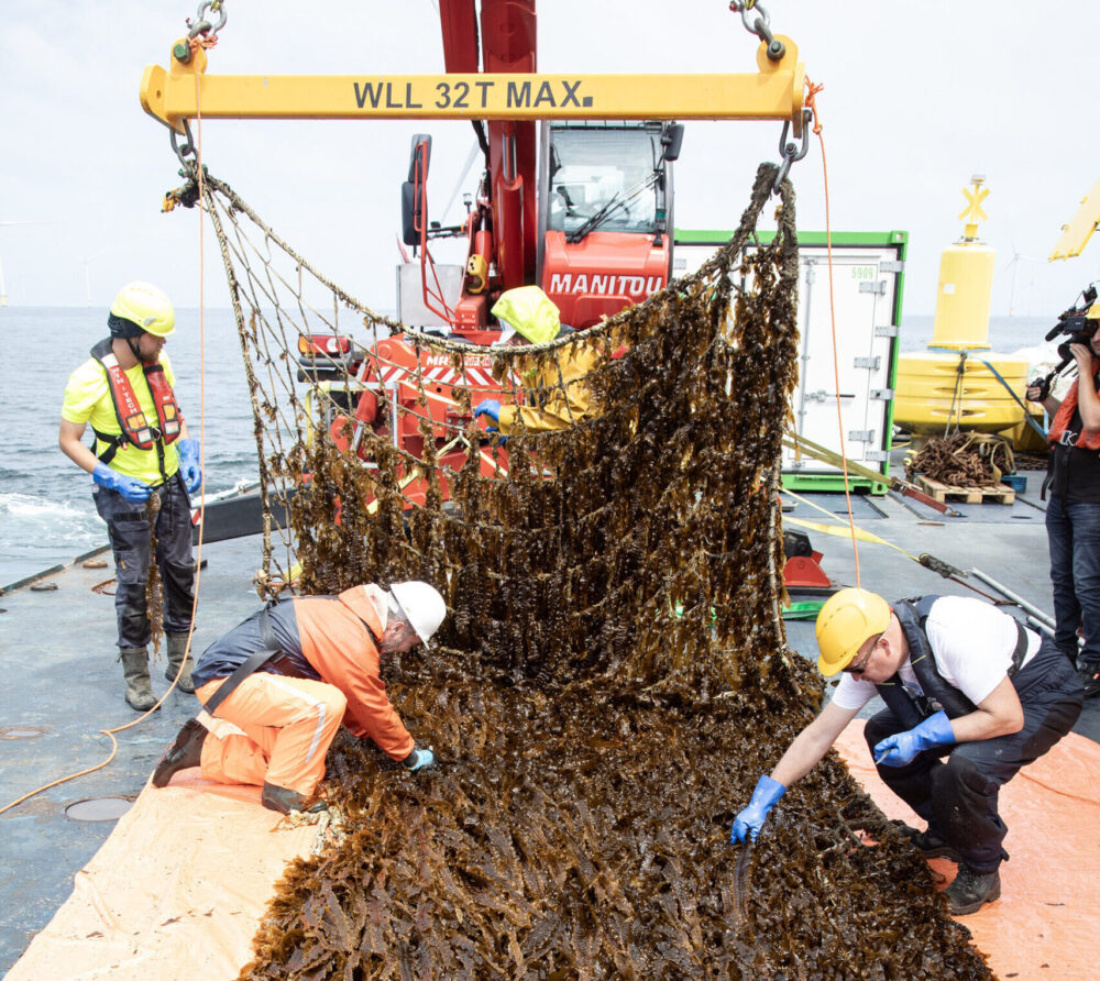 First commercial-scale seaweed farm harvested off Netherlands coast ...