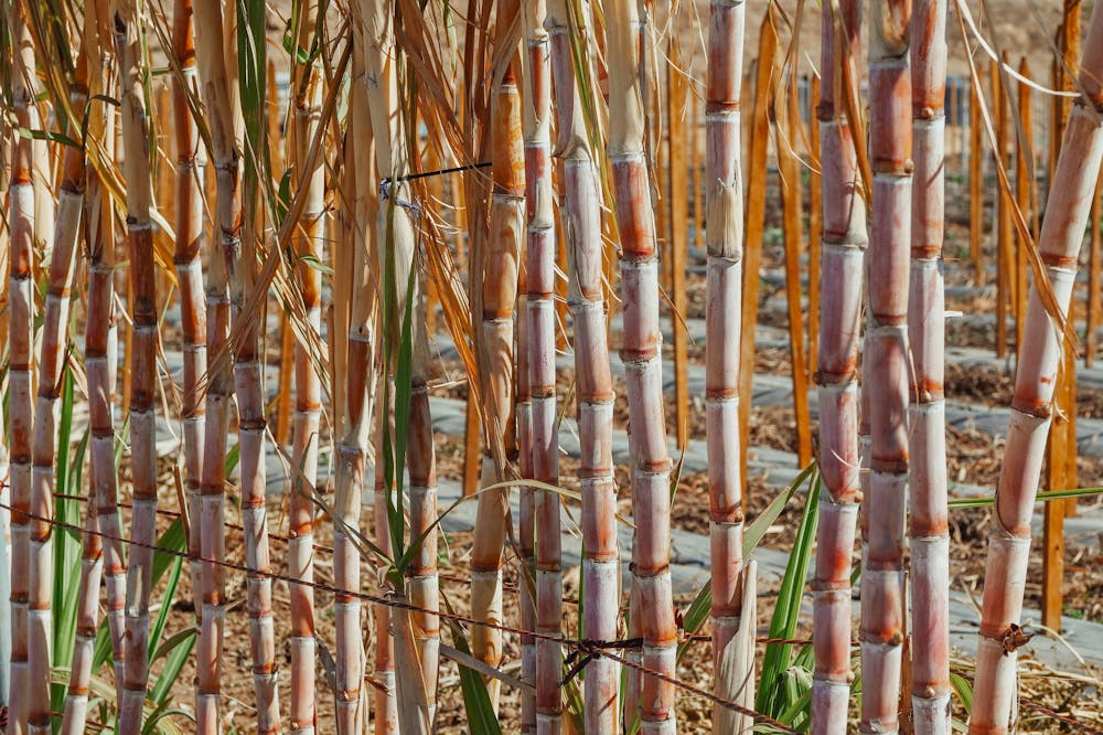 New biomass process produces high-purity green hydrogen with less tar ...