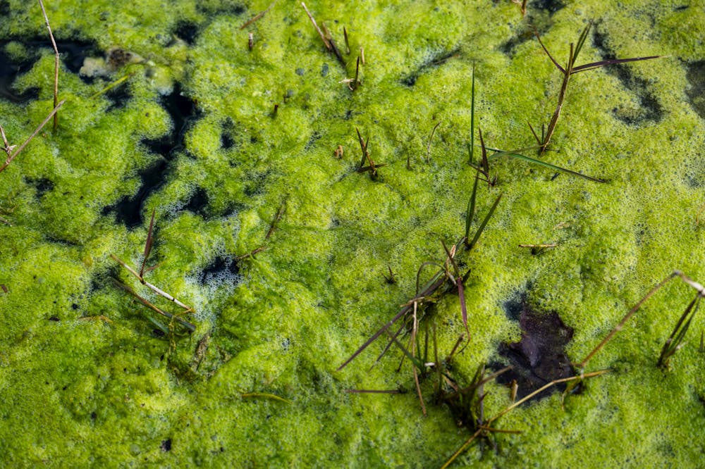 University of Texas develops method to boost biofuel yield from ...