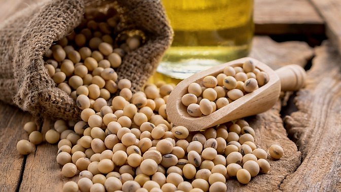 The growth of soy-based innovations in the plastics industry - World ...